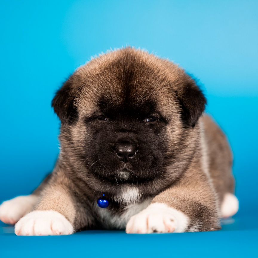 Щенки американской акиты