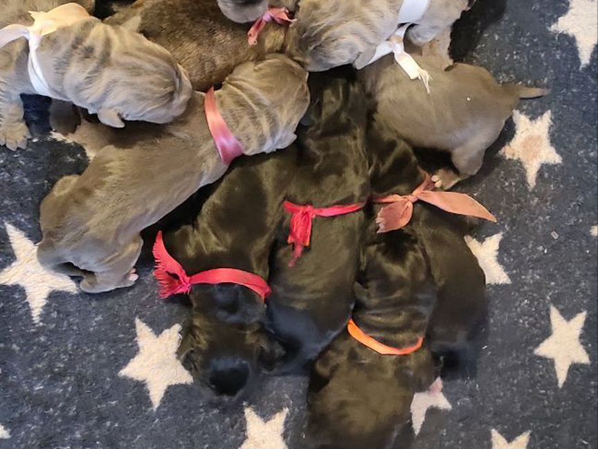 Продажа щенков Кане Корсо