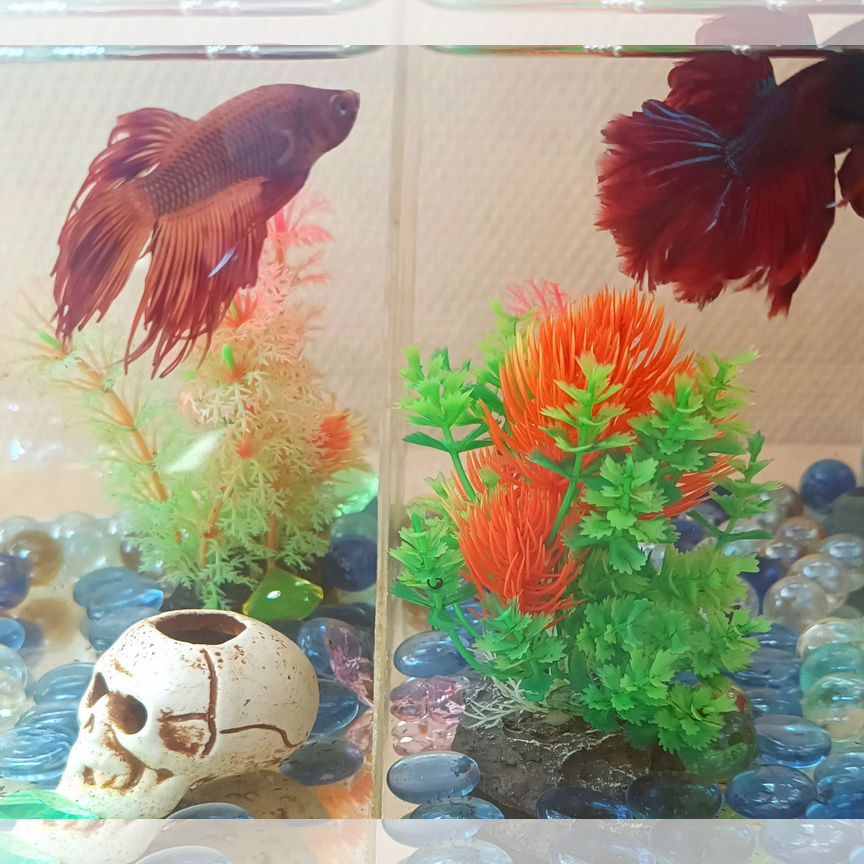 Рыбка петушок