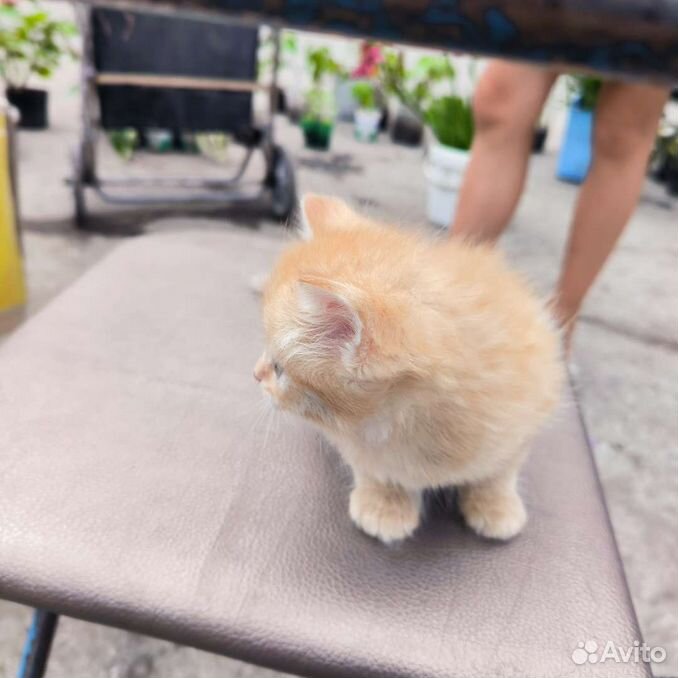 Котенок огненный в дар