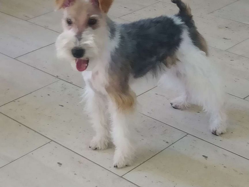 Собака Фокстерьер вязка