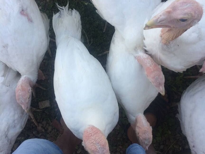 Продаются индюки