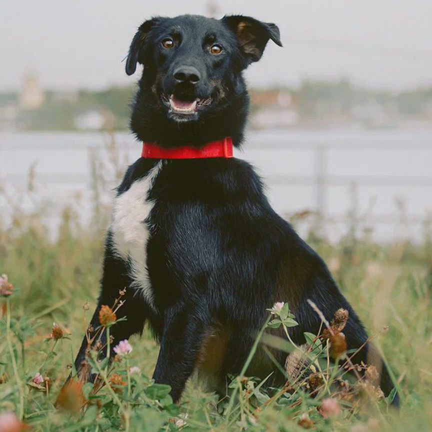 Взрослая собака в добрые руки