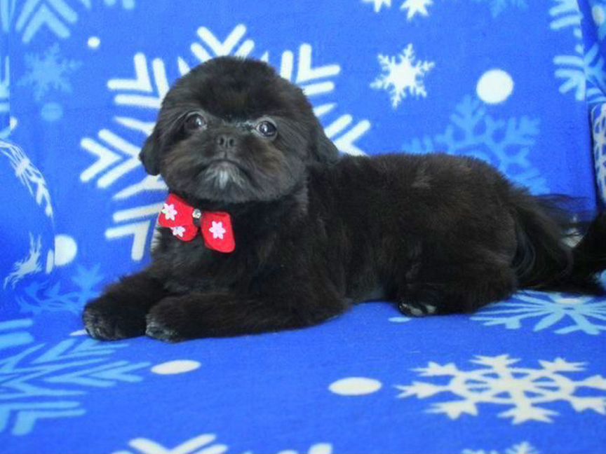 Мальтипу super мальчик