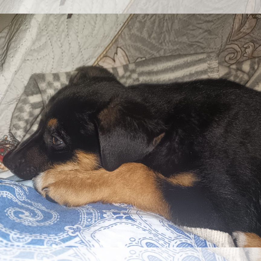 Щенок в добрые руки