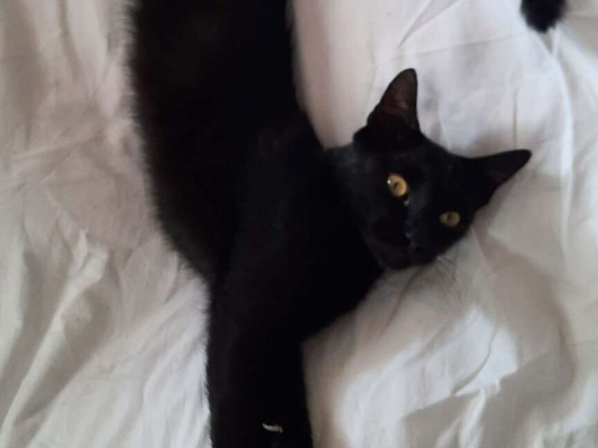 Игорёк котик в добрые руки