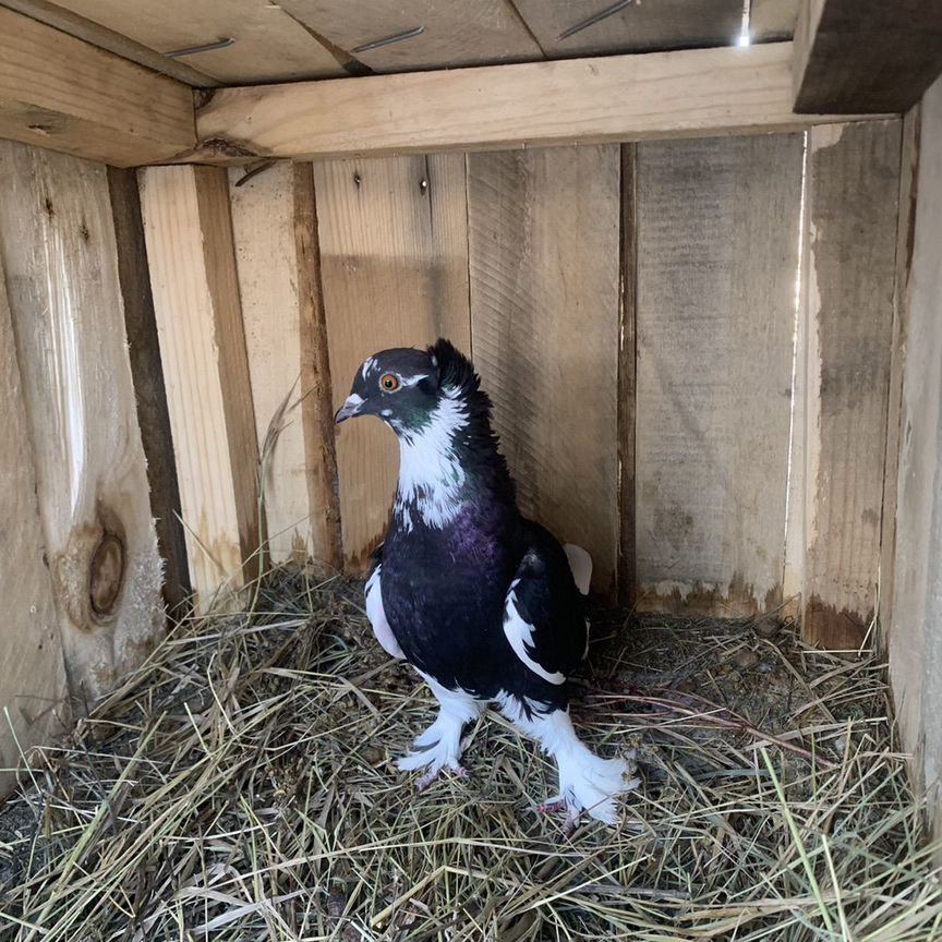 Продам домашнего голубя