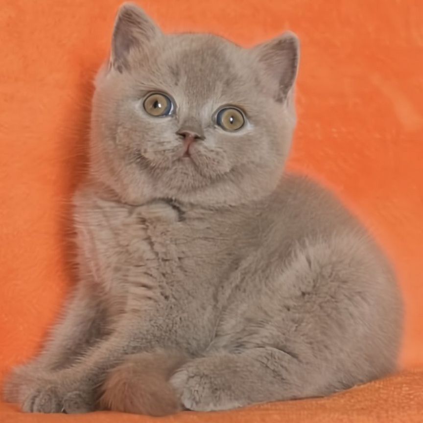 Британский короткошёрстный котёнок