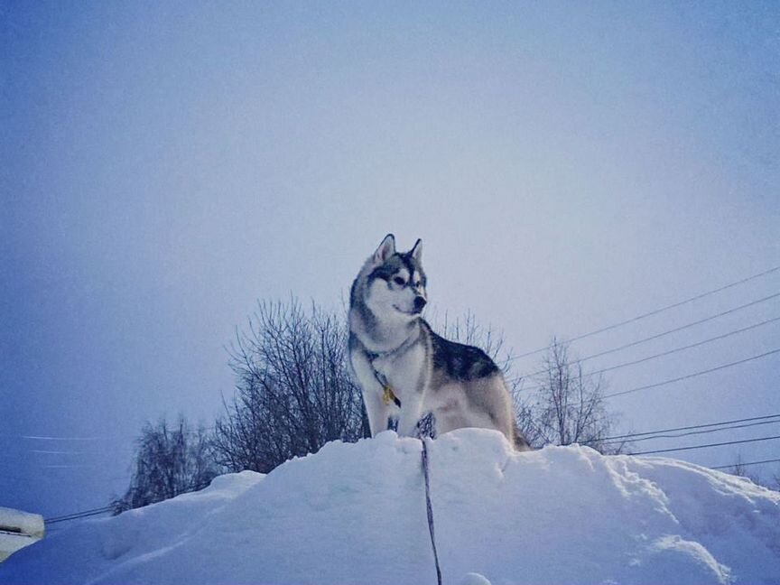 Хаски. Кабель для вязки