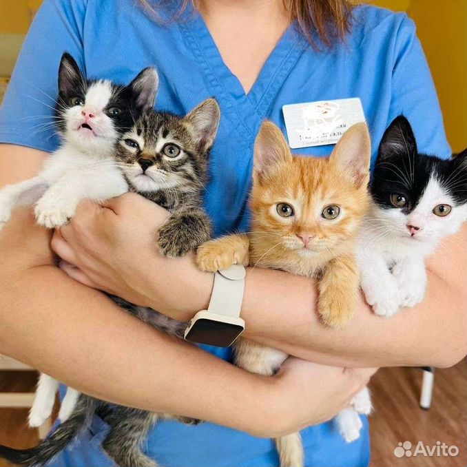 Котенок рыжий, полосатый, белый в добрые руки