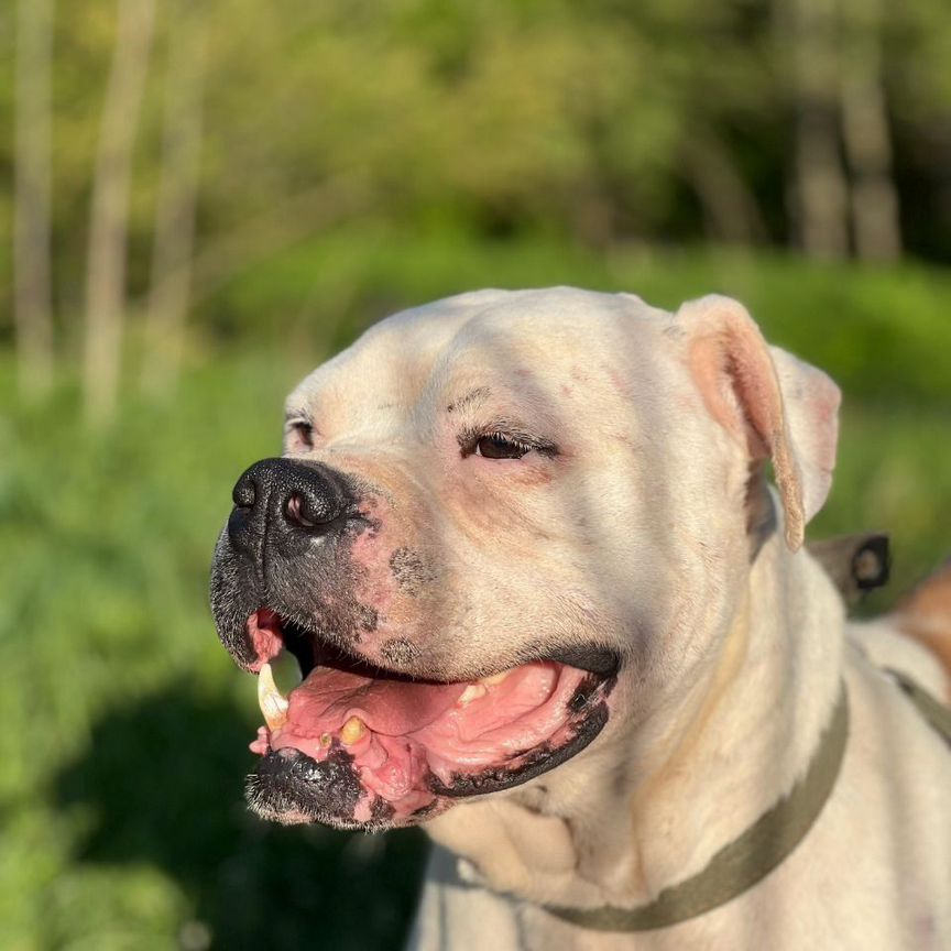 Американский бульдог