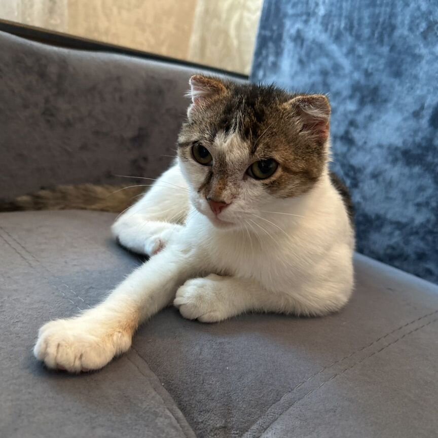 Котенок 5-6 мес