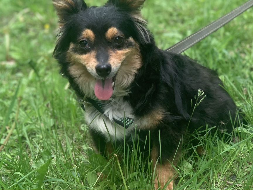 Маленькая собачка в добрые руки