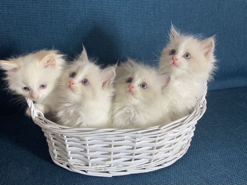 Котята рэгдолл