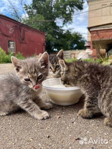 Котята в добрые руки