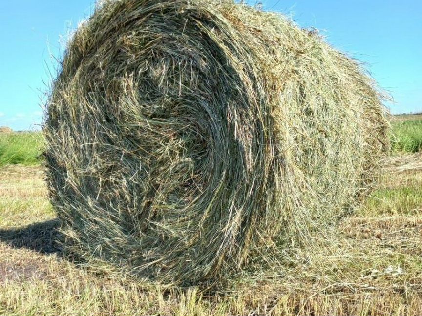 Продам сено в рулонах, Костёр, Пресс 450