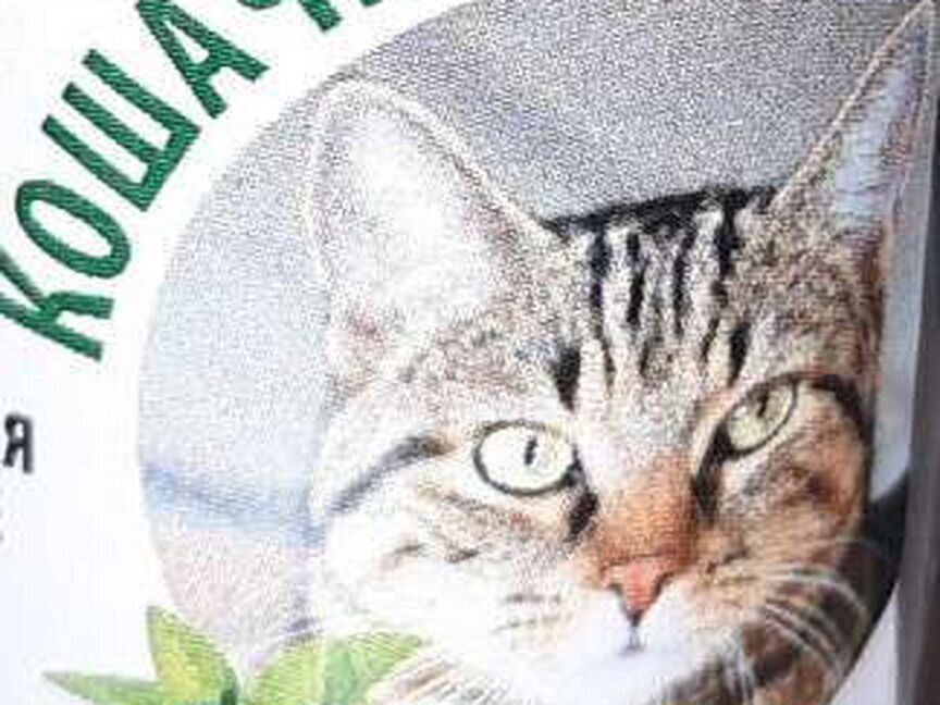 Кошачья мята