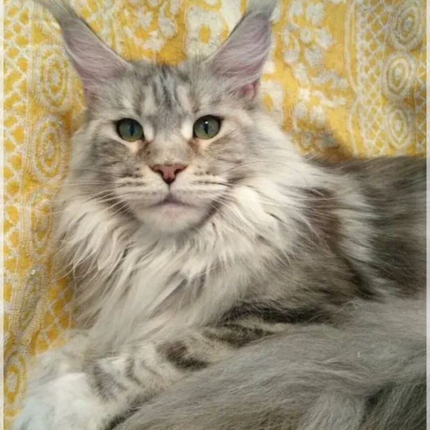 Мейн-кун котёнок