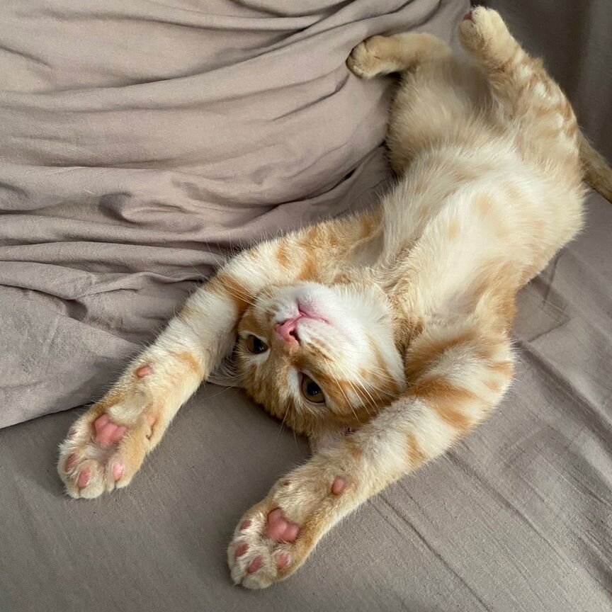 Котёнок в добрые руки