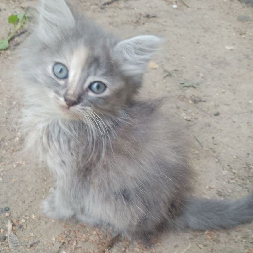 Серый крошечный пушистик