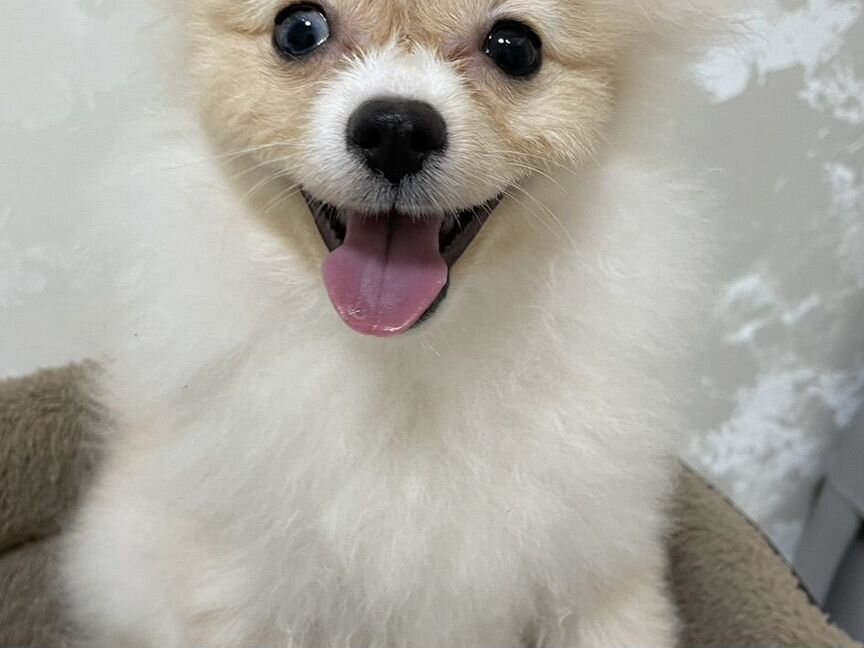 Померанский шпиц мини