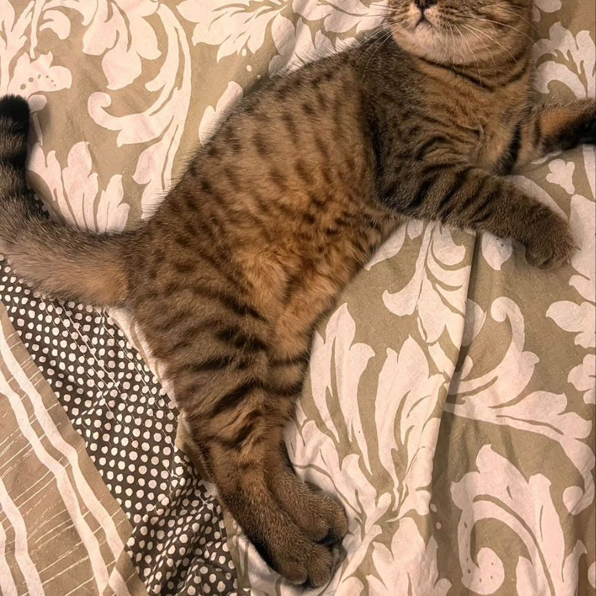 Катенок бесплатно