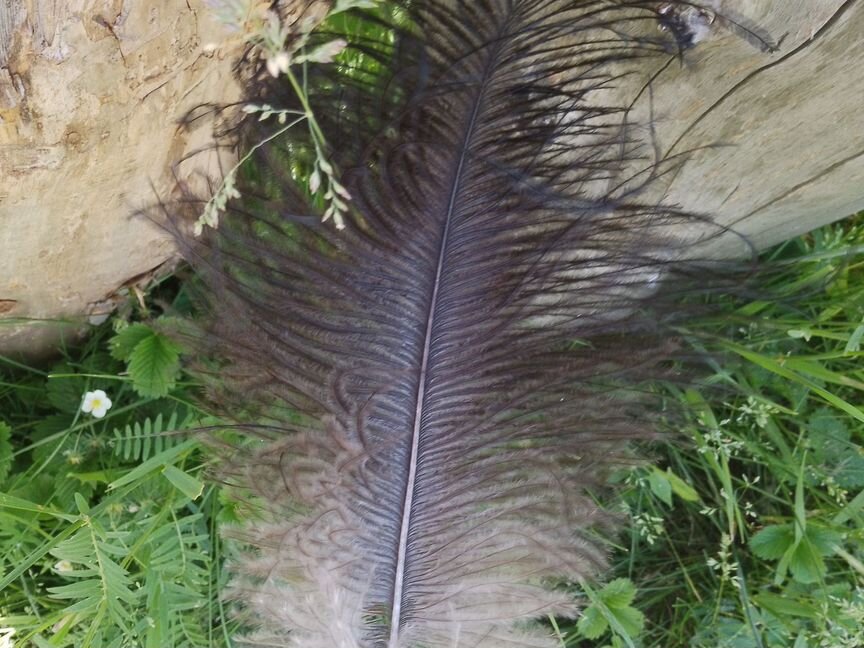 Перо страуса