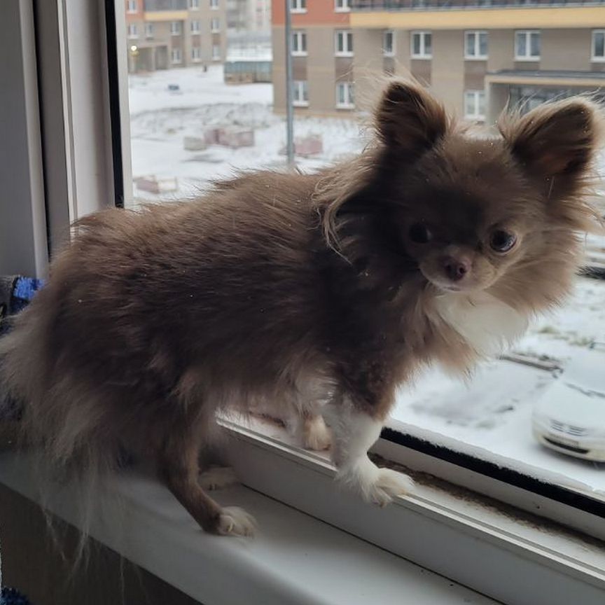 Чихуахуа ищет жениха