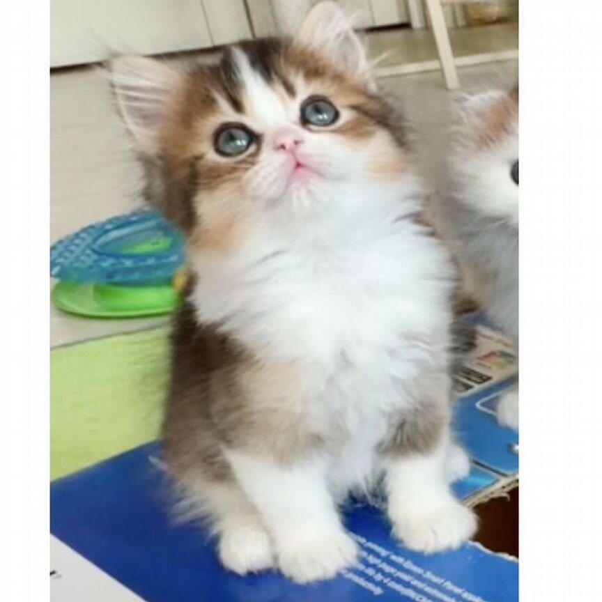 Шотландский вислоухий короткошёрстный котёнок