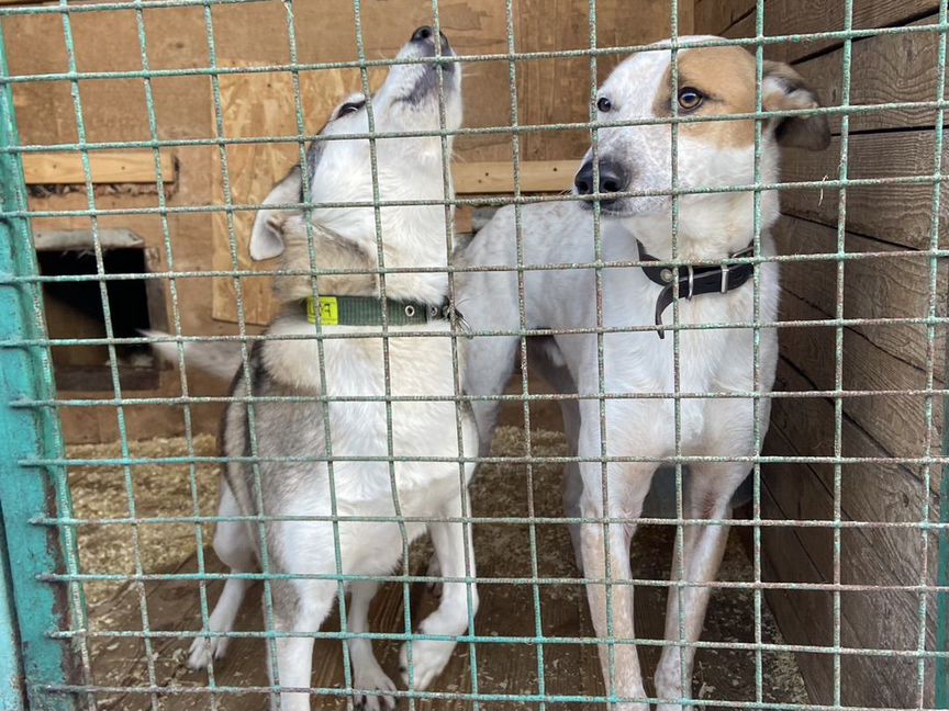 Леся и Кевин из приюта хотят домой