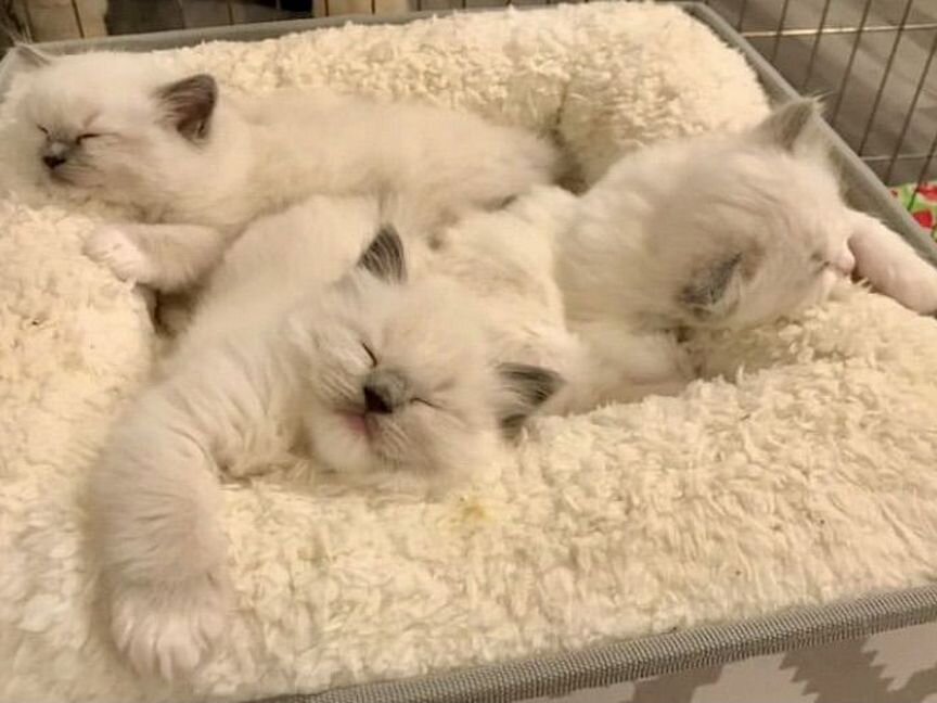 Ragdoll девочки для Вас