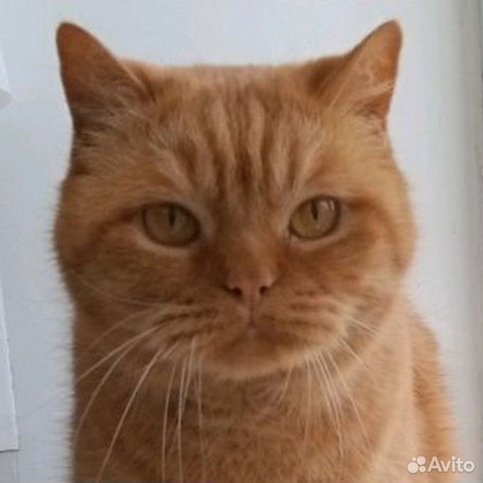 Рыжий британский кот в добрые руки