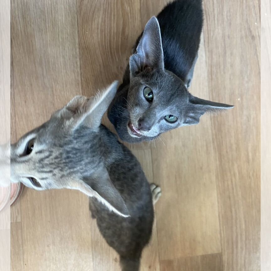Ориентальный котёнок