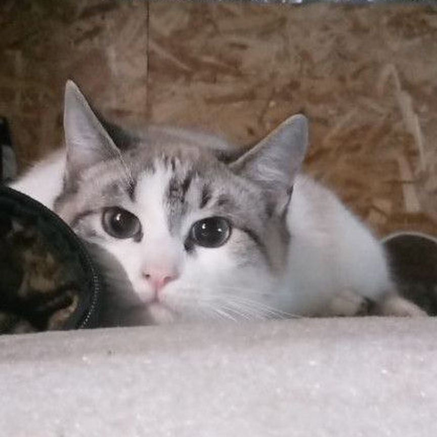 Амурский котик