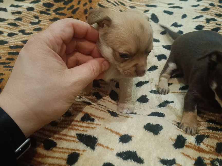 Кутята чихуа хуа