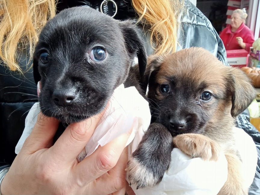 Красавицы-щенули на счастье в доме