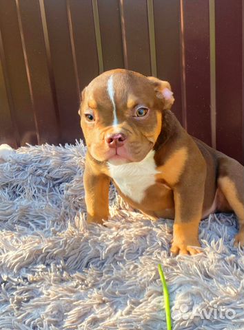 Замечательная принцесса - Американский булли