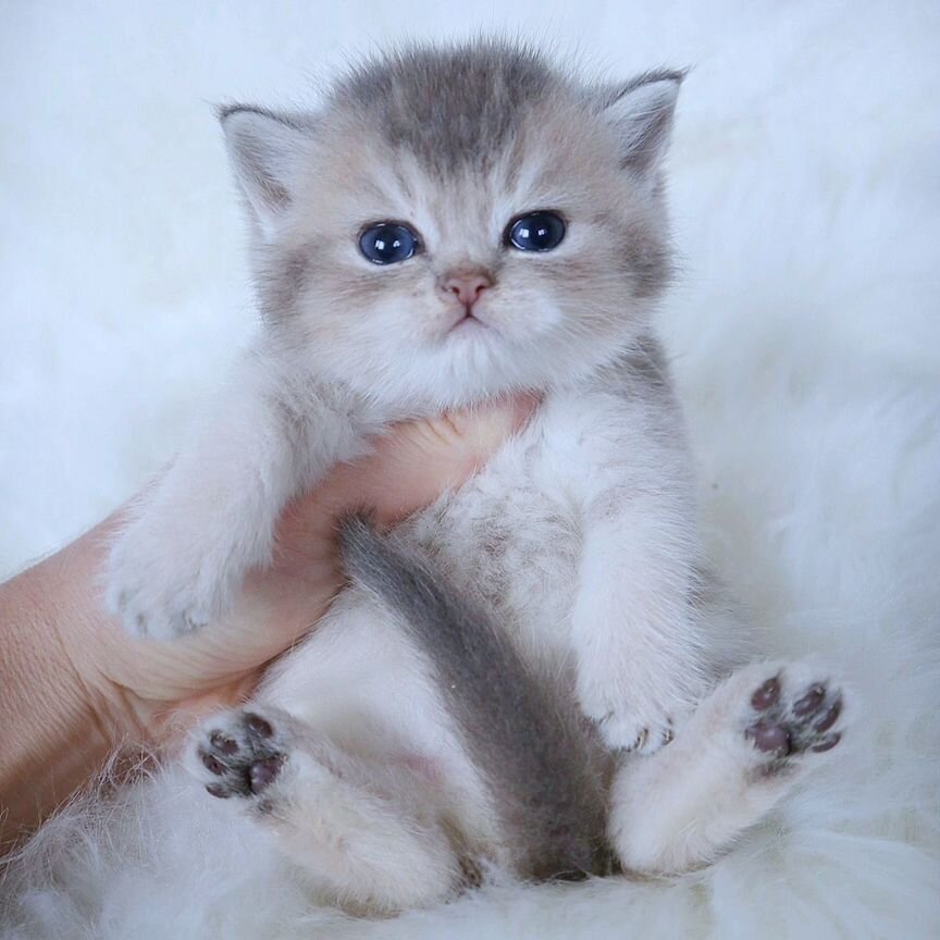 Британские котята
