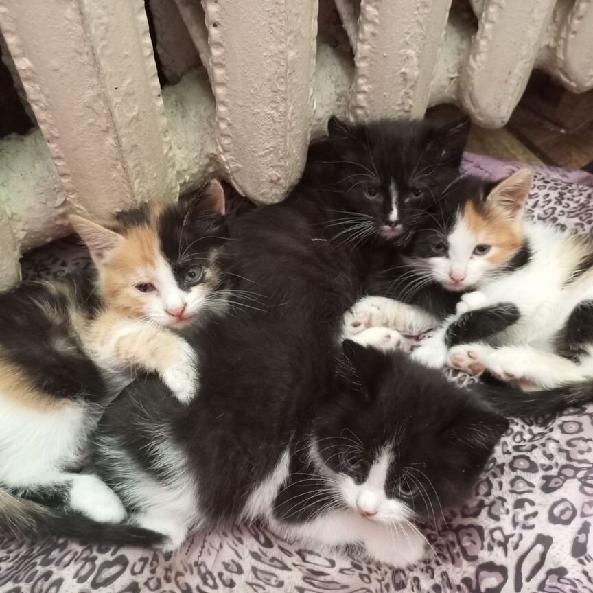 Котята в добрые руки