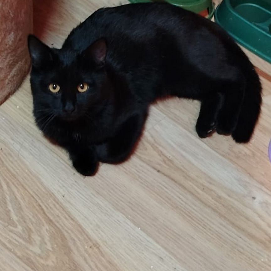 Матроскин ищет дом