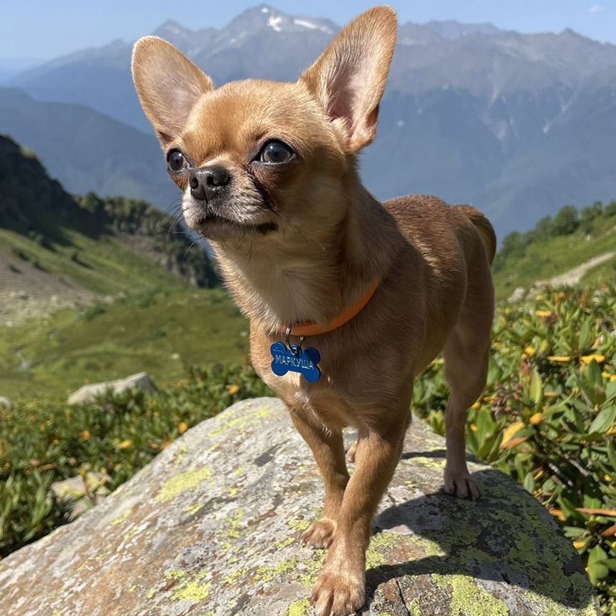 Вязка кобель чихуахуа