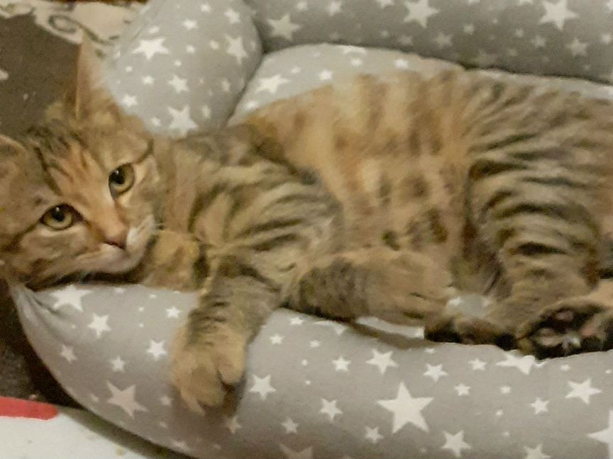 Маленький котенок (кошечка) в дар