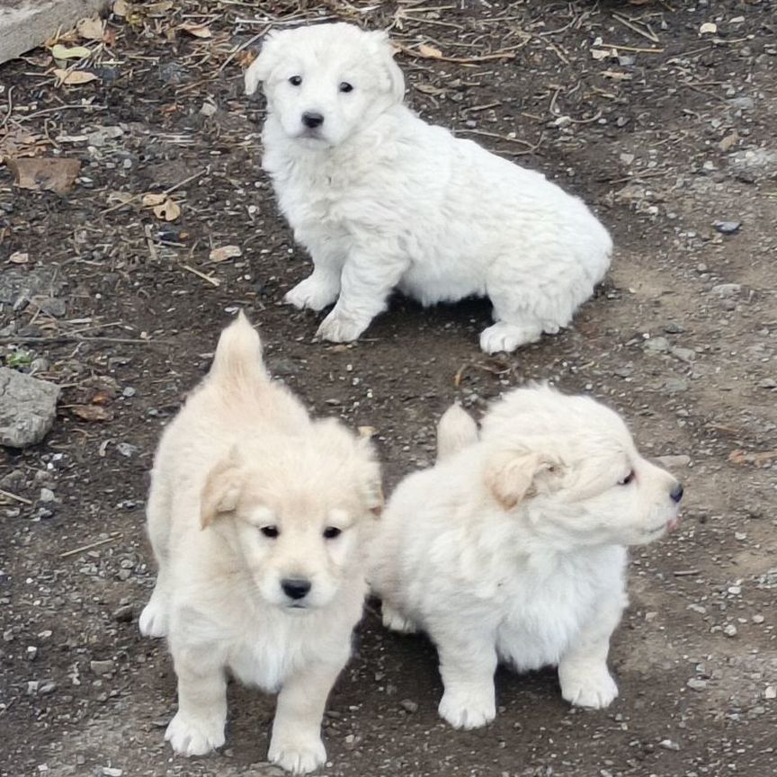 Щенок в добрые руки