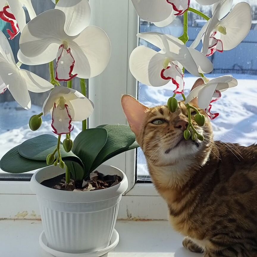 Бенгальская кошка