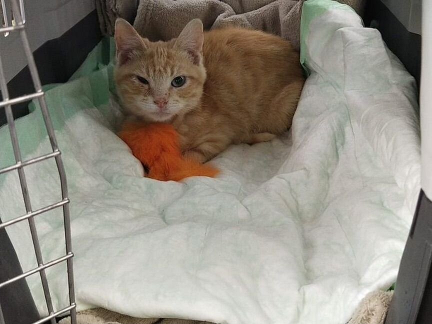 Спасите Рыжего котенка, мальчик 4 мес