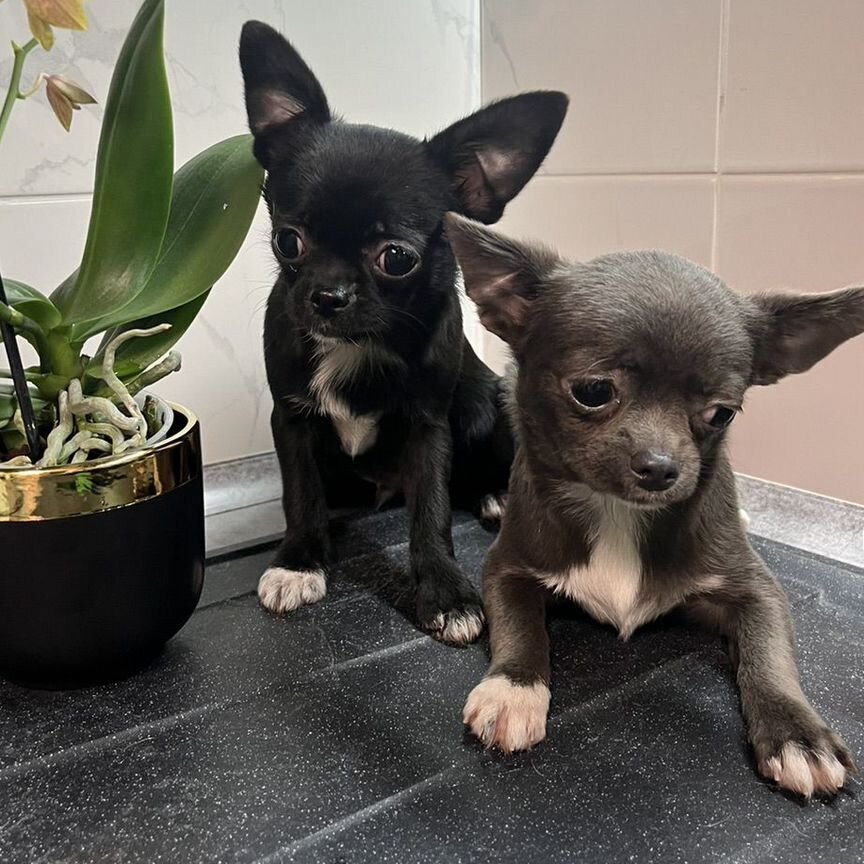 Чихуахуа, щенок