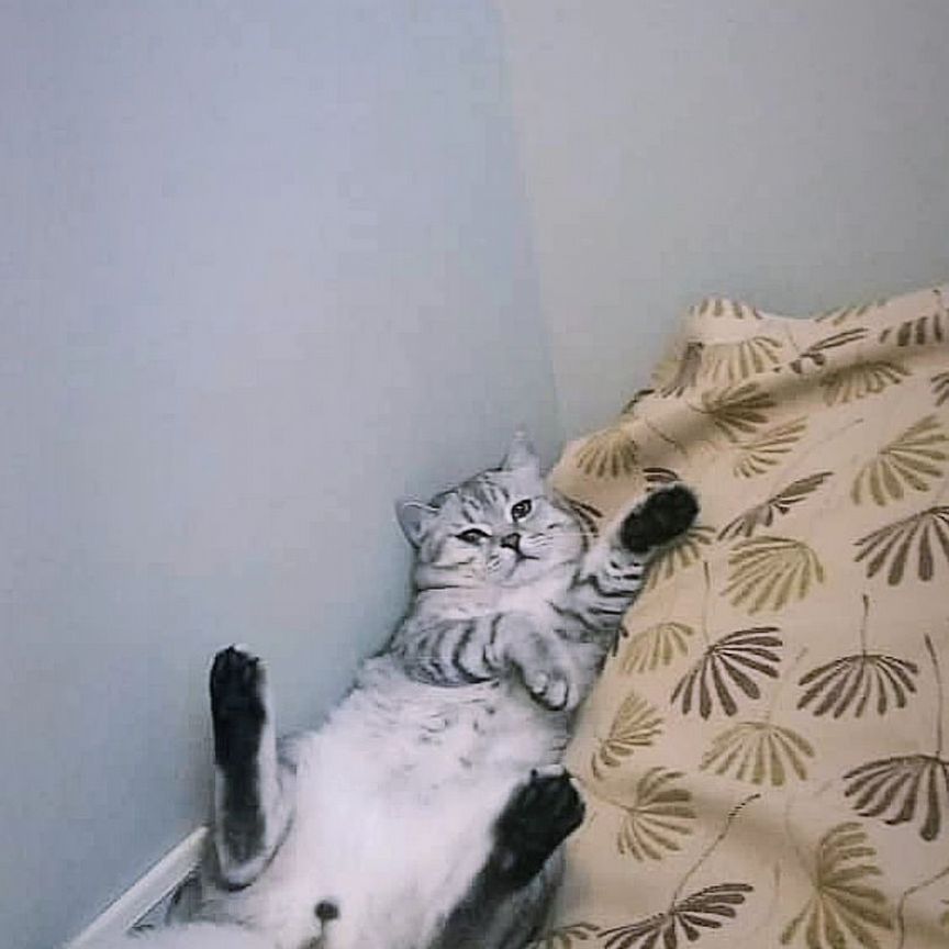 Шотландский кот