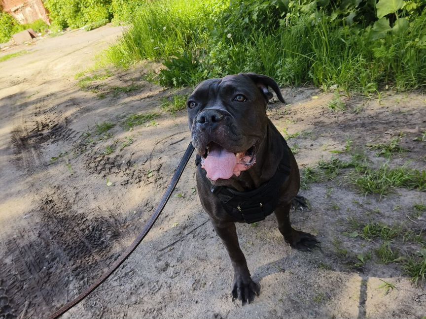 Кане Корсо бесплатно