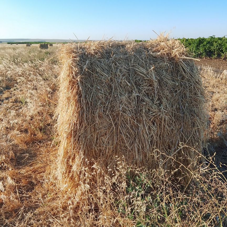 Продам сено в рулонах