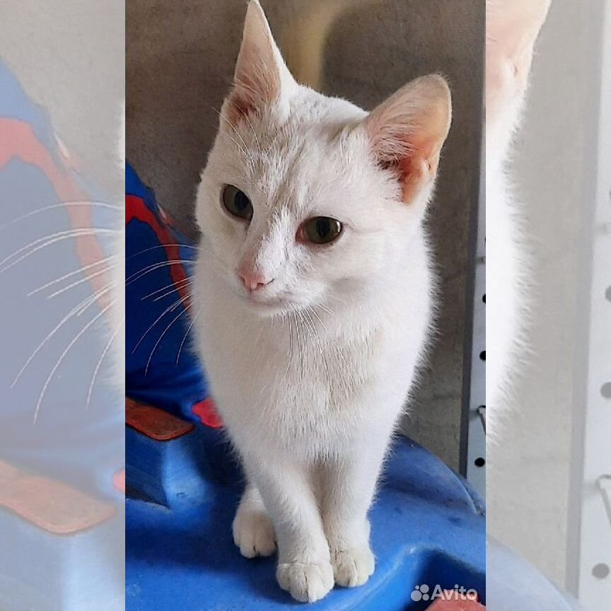 Глухой белый котёнок турецкой ангоры выброшен